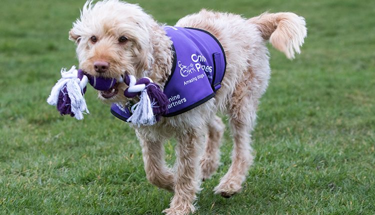 Donate To Canine Partners