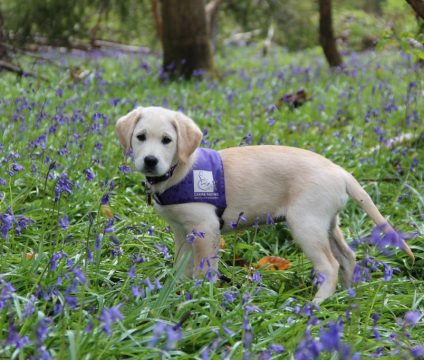 Homepage - Canine Partners