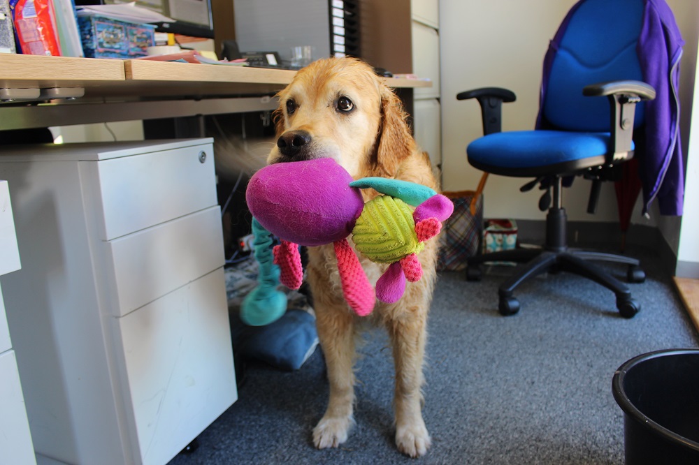 Genie_sm - Canine Partners