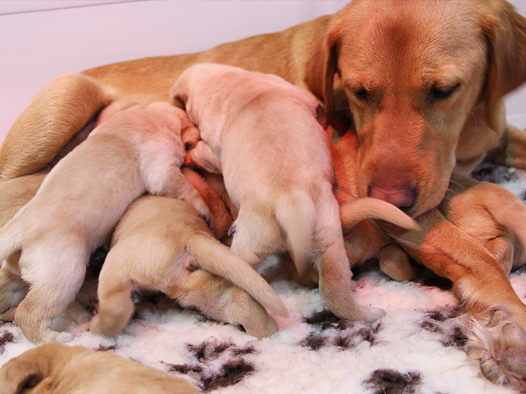 blog 1 - Canine Partners