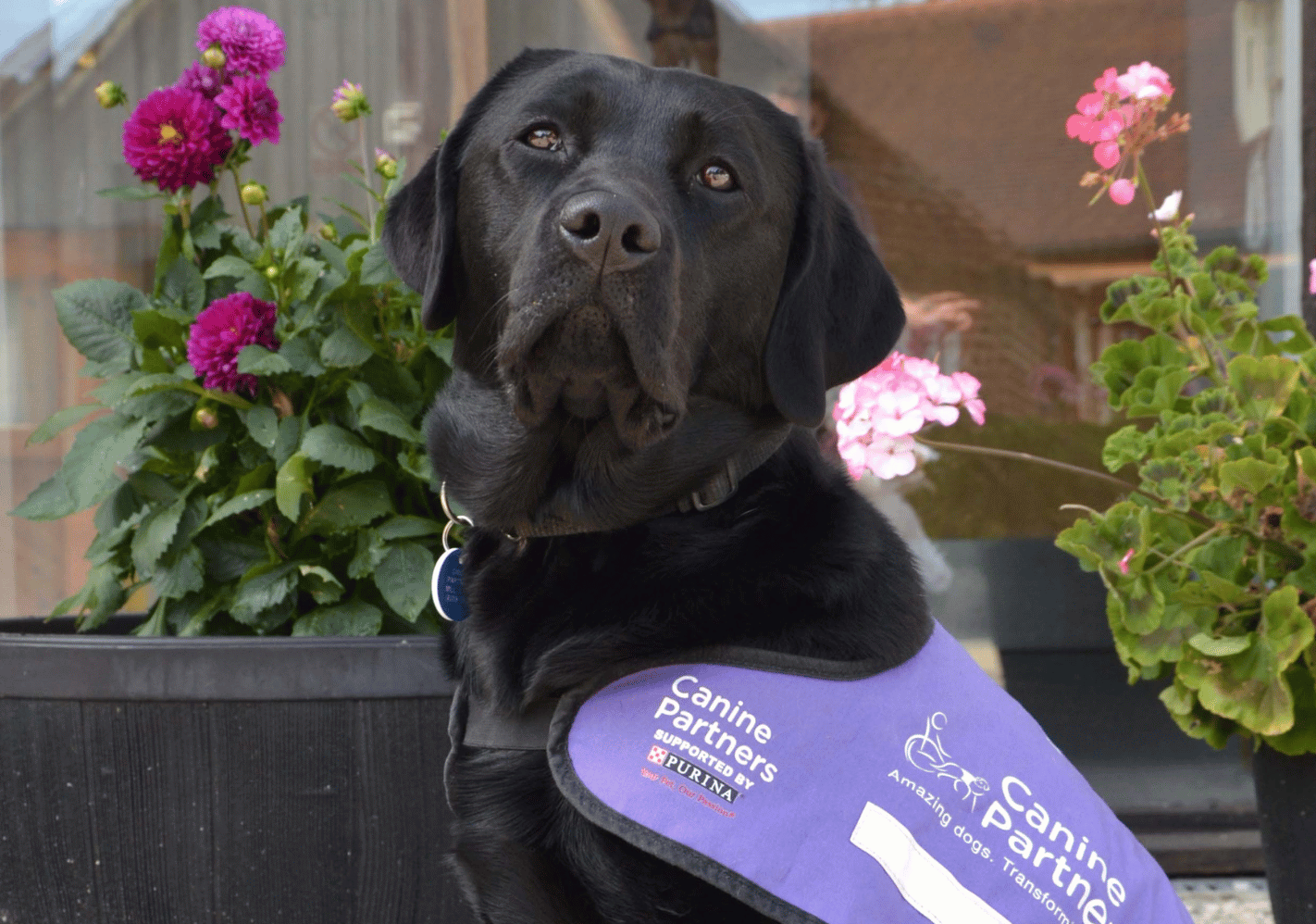 Assistance Dog Training Volunteer - Canine Partners