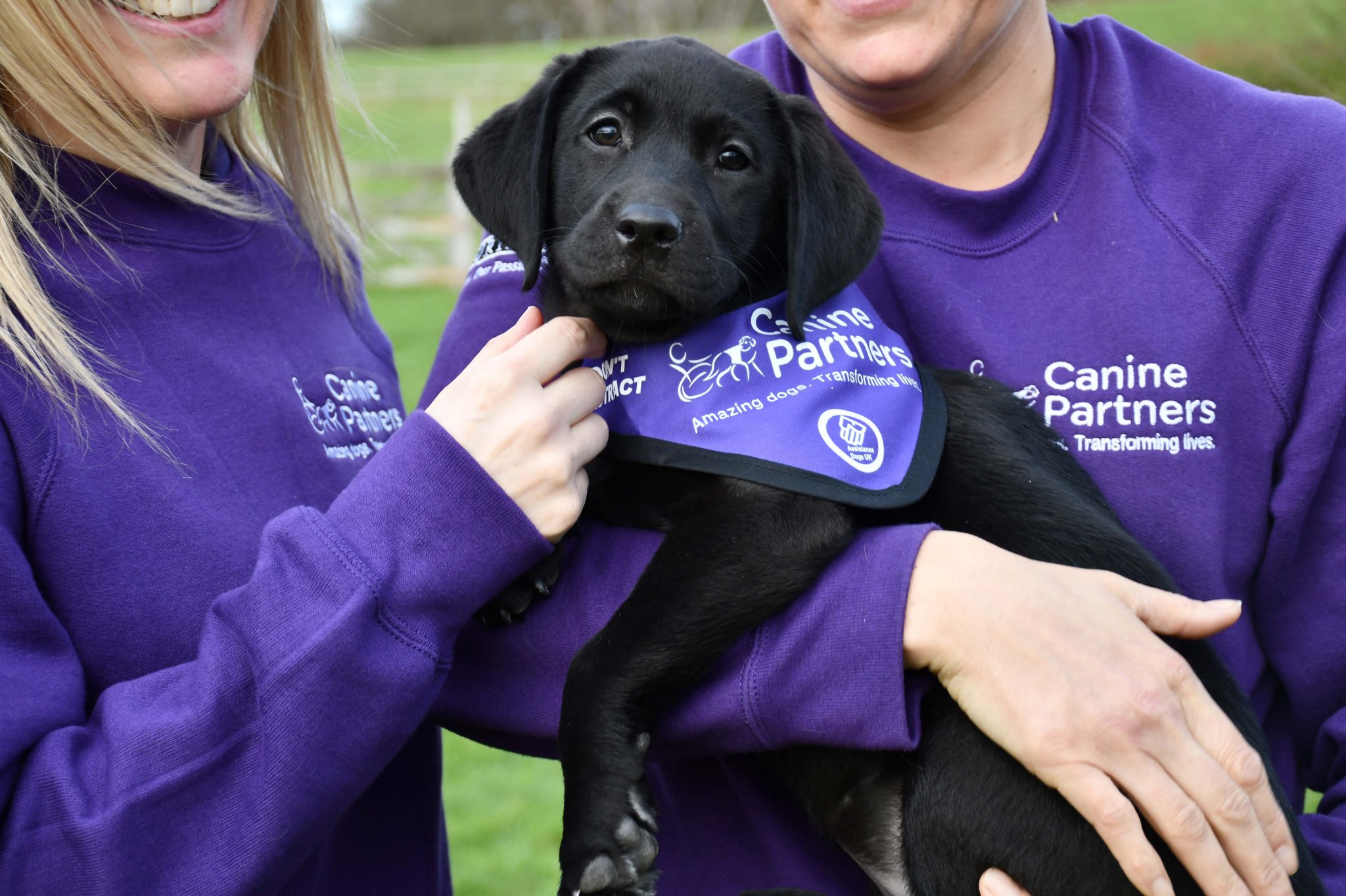 Volunteer with Puppies and Dogs - Canine Partners